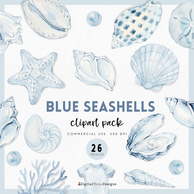 Sea Shells Junonia - Etsy