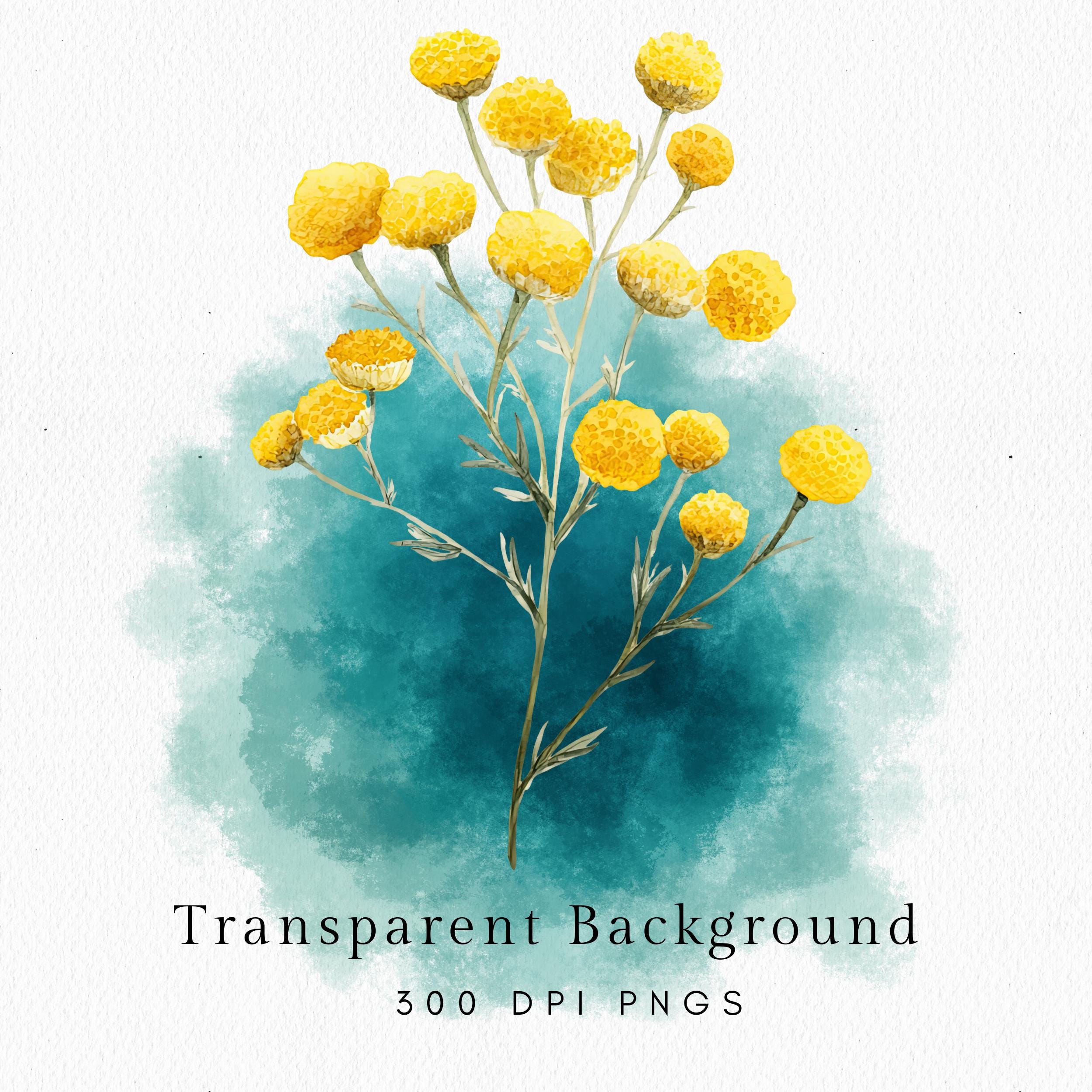 Watercolor Essential Oil Clipart, Dropper Bottles, Meditation Elements ...