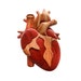 Anatomical Heart Intarsia Wall Hanging, Wooden Valentine's Gift, I Love ...