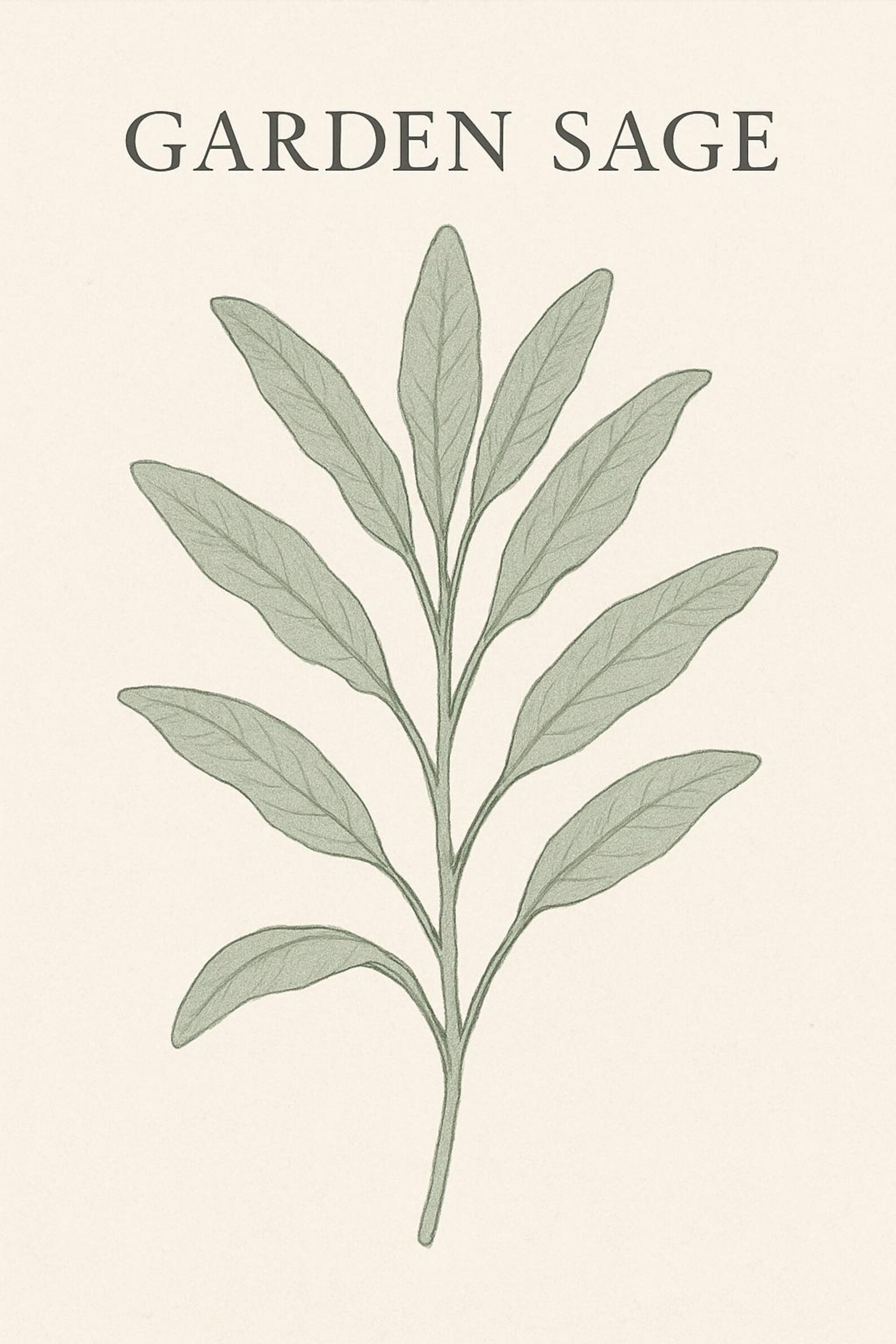 Garden Sage Line Art Print: Minimalist Botanical Illustration (digital ...