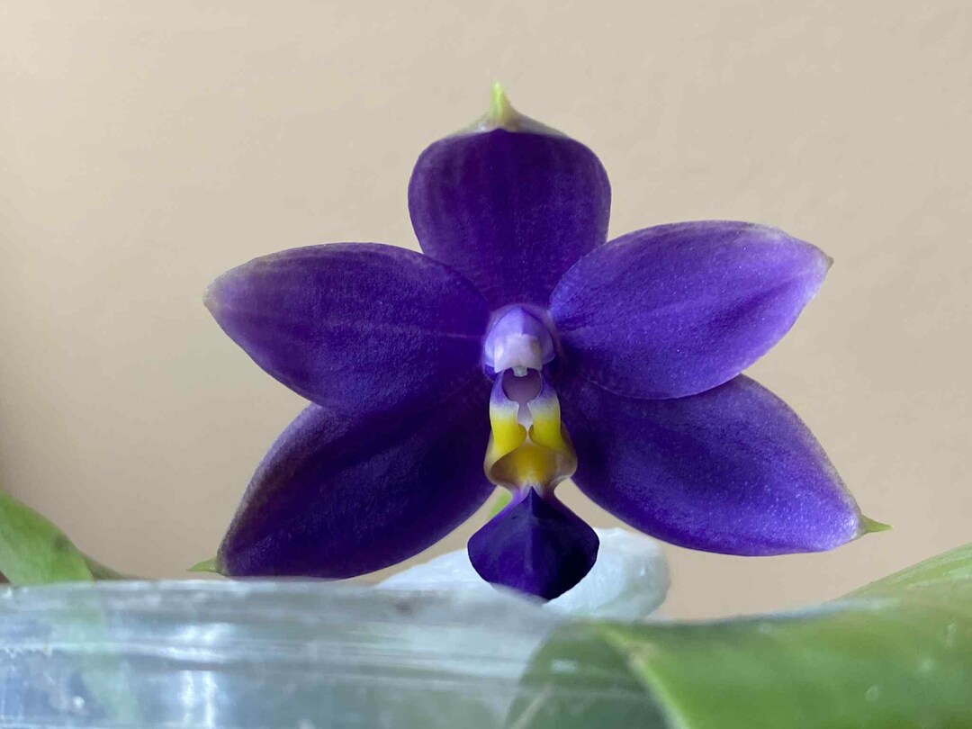 Phalaenopsis. Phal. Violacea Indigo Orchid in Bloom - Etsy