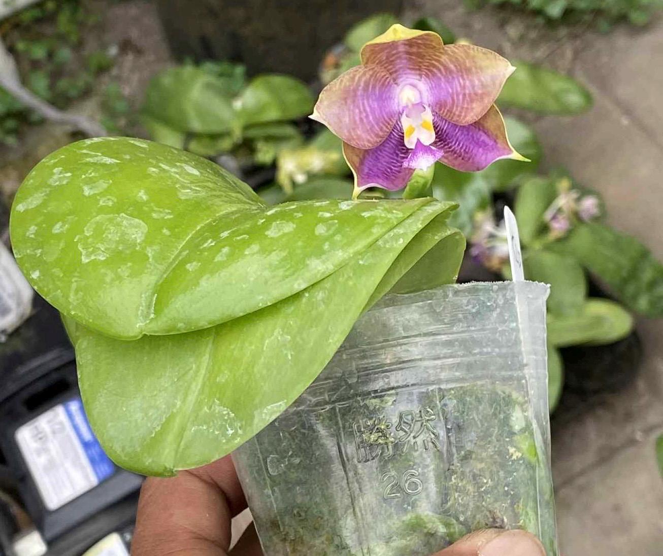 Phalaenopsis. Phal. Mituo Princess X Mainshow Magic in Bloom! - Etsy
