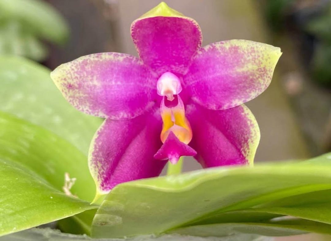 Phalaenopsis Blue Origin Blue X P.violacea Indigo Freya Orchid in Bloom ...