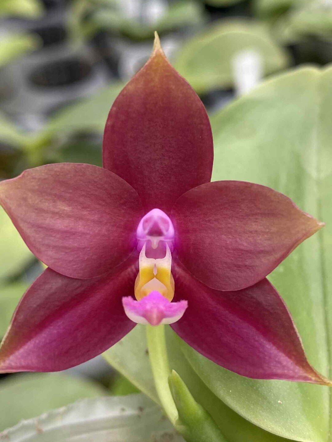 Phalaenopsis. Phal. Mituo Gelb Eagle ‘Y-2’ X P. Mituo Love ‘rainbow-520 ...