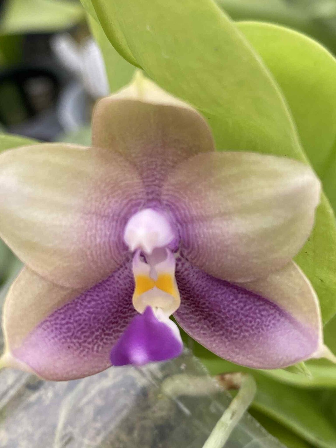 Phalaenopsis. Phal. Freya’s Blue Hawaii Orchid in Bloom - Etsy
