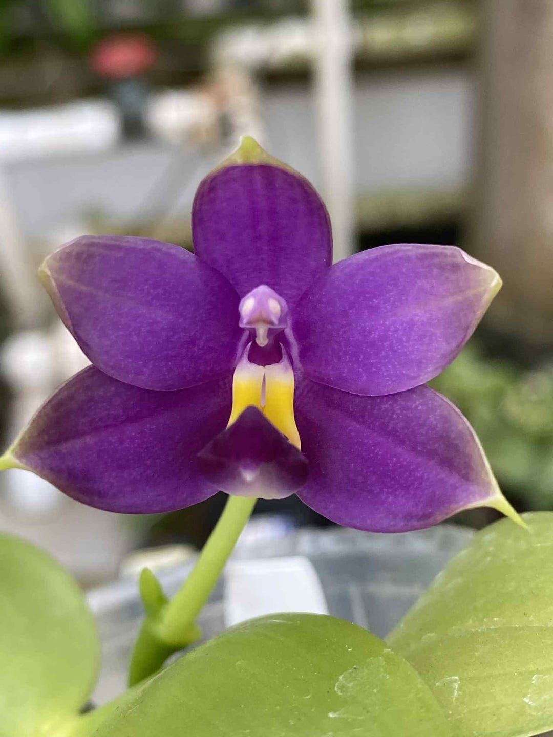 Phalaenopsis Violacea Indigo Orchid in Bloom! Exact Orchid for Sale! - Etsy