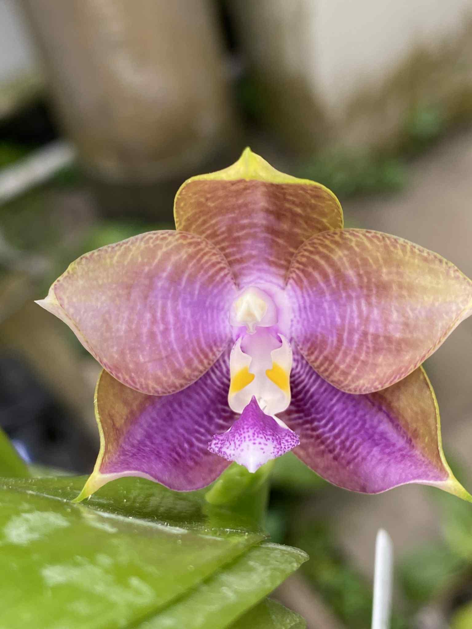 Phalaenopsis. Phal. Mituo Princess X Mainshow Magic in Bloom! - Etsy