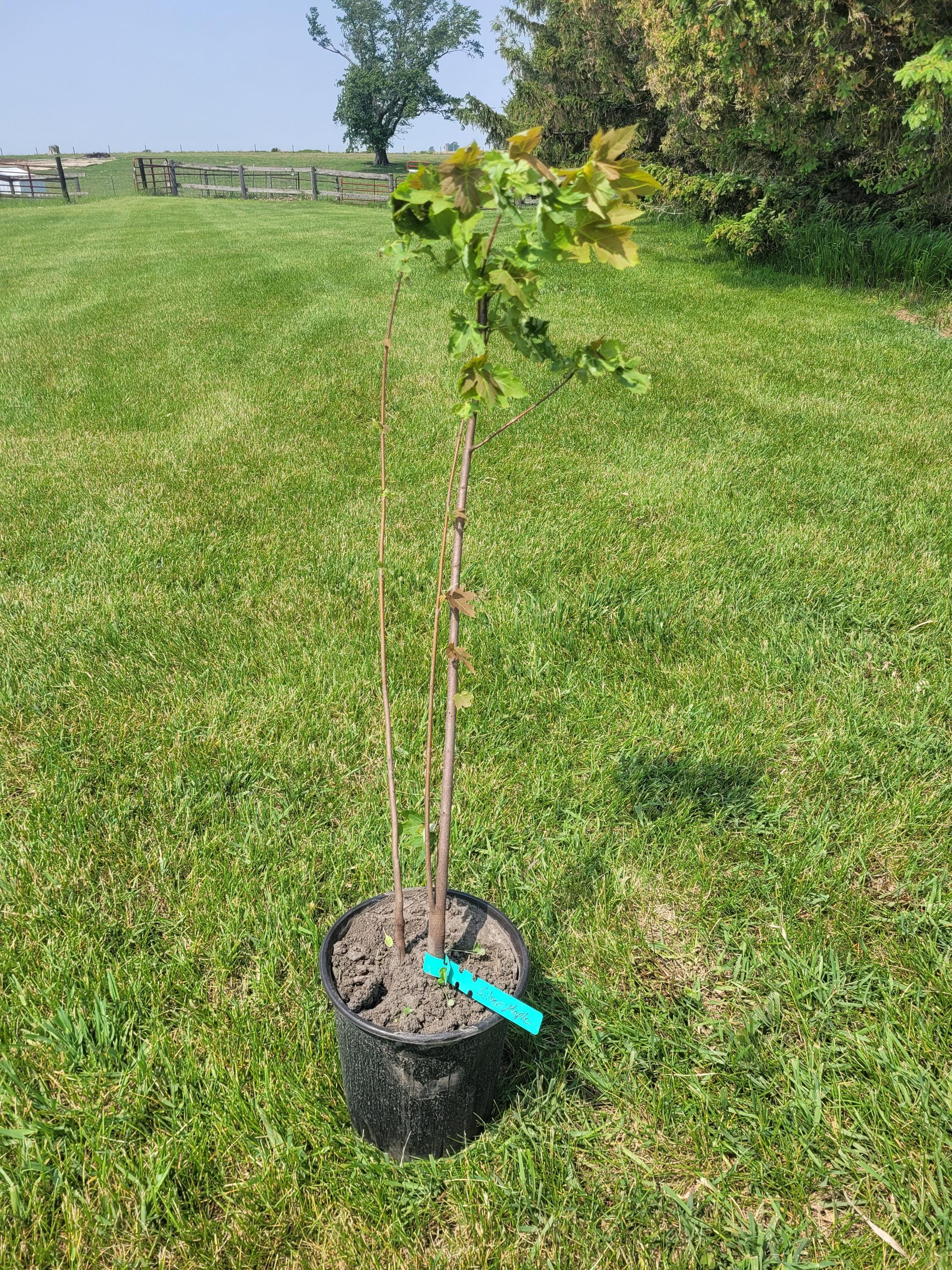 Trees for Sale. Pine Trees Red Black White Bur Oak Silver Maple Potted ...
