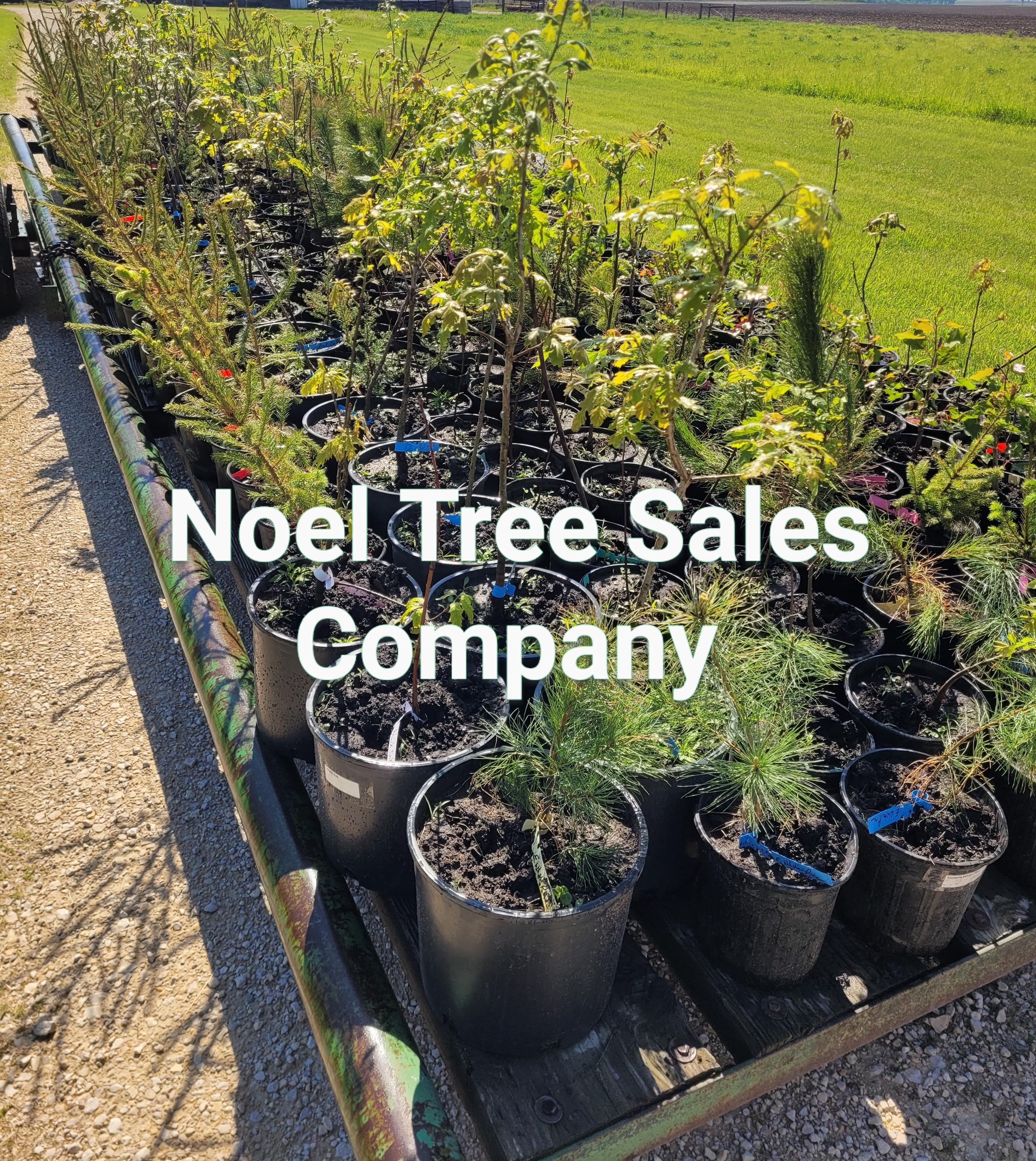 Trees for Sale. Pine Trees Red Black White Bur Oak Silver Maple Potted ...
