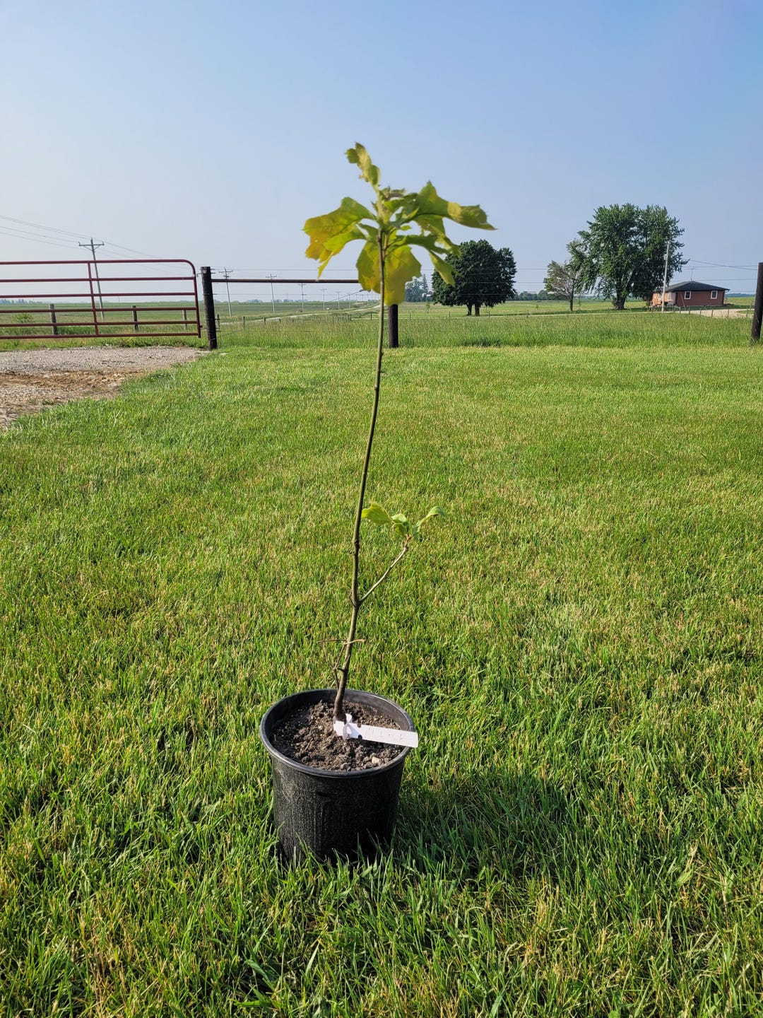 Black Oak Tree Sapling: Seedling, Broadleaf Foliage - Etsy