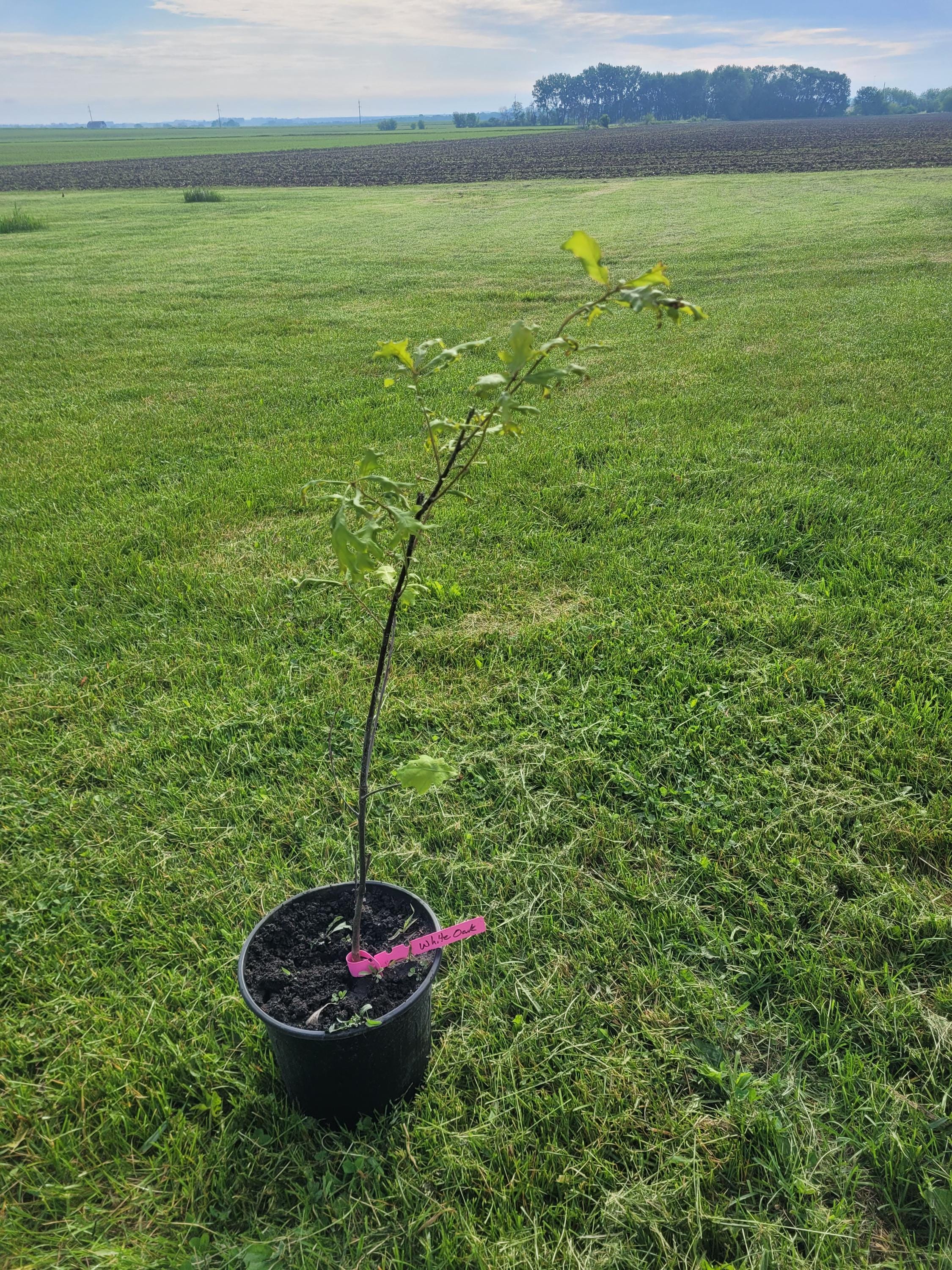 Trees for Sale. Pine Trees Red Black White Bur Oak Silver Maple Potted ...
