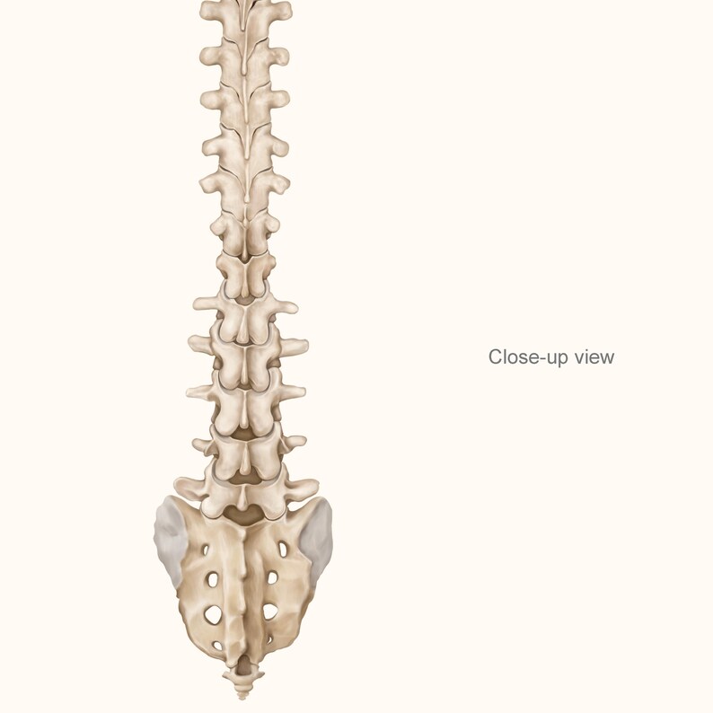 Human Spine Anatomy Poster: Medical Illustration Art (digital Download ...