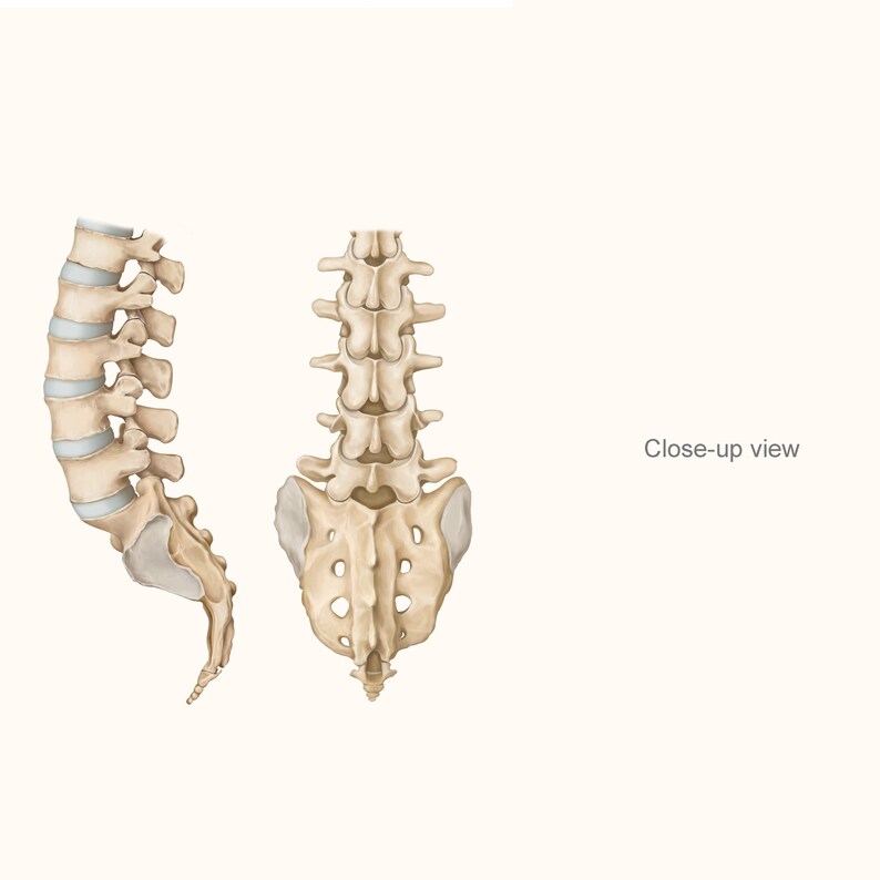 Lumbar Spine Anatomy Poster – Medical Illustration by Professional ...
