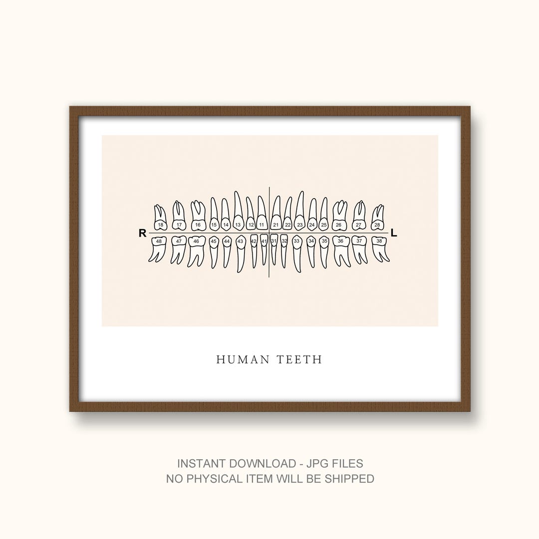 Human Teeth Chart – Dental Anatomy Illustration, Tooth Numbering ...