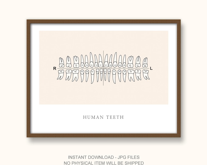 Baby Tooth Chart - Pdf/printable - Etsy