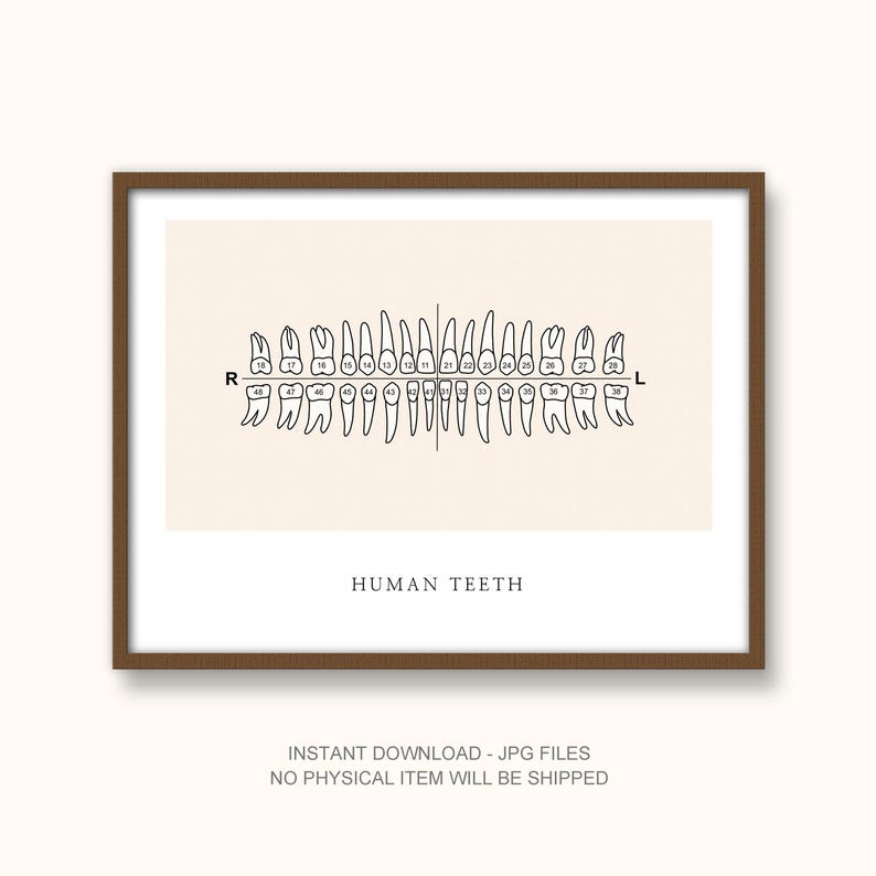 Human Teeth Chart – Dental Anatomy Illustration, Tooth Numbering ...