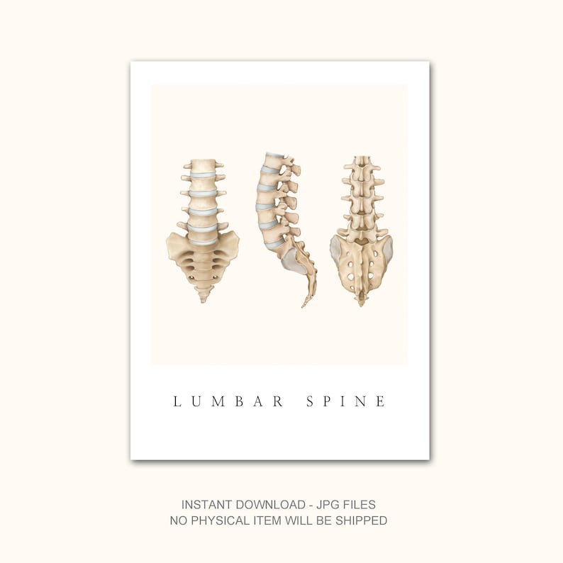 Lumbar Spine Anatomy Poster – Medical Illustration by Professional ...