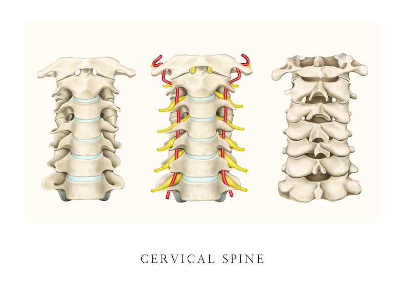 Cervical Spine Anatomy Poster: Medical Illustration (digital Download ...