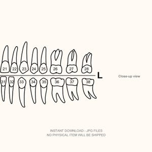 Human Teeth Chart – Dental Anatomy Illustration, Tooth Numbering ...