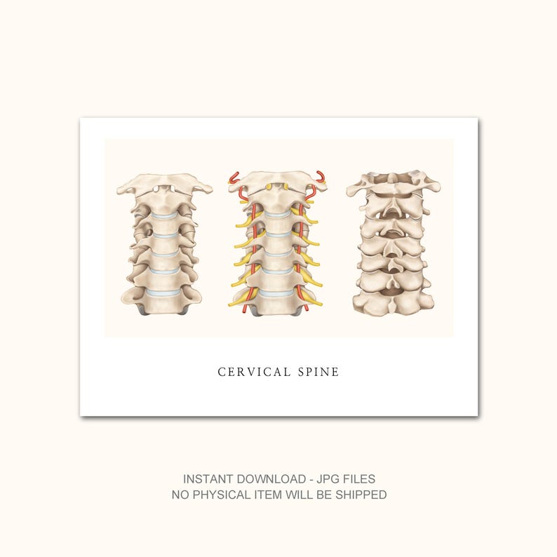 Cervical Spine Anatomy Poster: Medical Illustration (digital Download ...