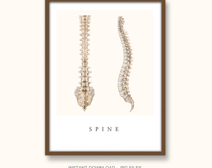 Full Spine Front View | Spinal Column Line Anatomy Drawing Minimalist ...