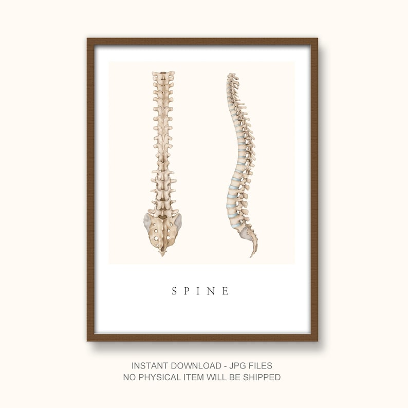 Human Spine Anatomy Poster: Medical Illustration Art (digital Download ...