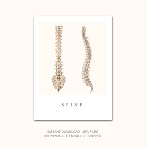 Human Spine Anatomy Poster: Medical Illustration Art (digital Download ...