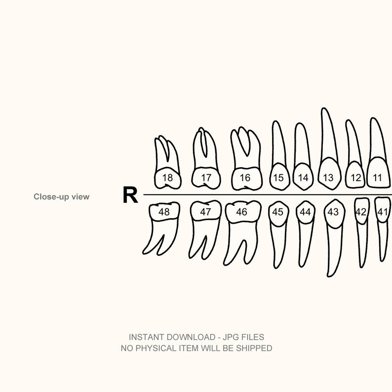 Human Teeth Chart – Dental Anatomy Illustration, Tooth Numbering ...