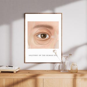 Anatomy of the Human Eye – Medical Illustration Printable, Orbital ...