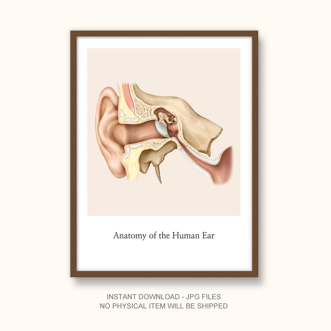 Human Ear Anatomy Wall Art | Medical Poster Set | Digital Download ...