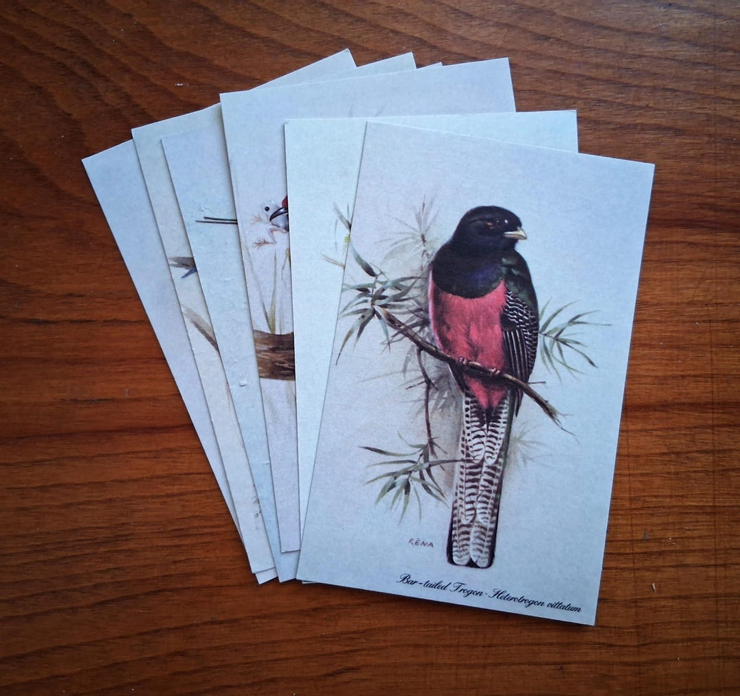 Vintage Kenyan Bird Postcards - Artist Signed, Rena Fennessy, 1960s ...