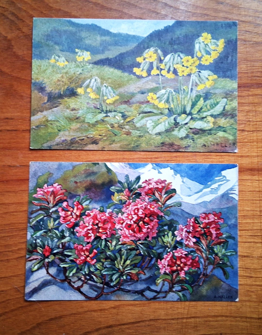 2 Anna Haller Antique Floral Postcards: 1910s Primula & Alpine Roses ...