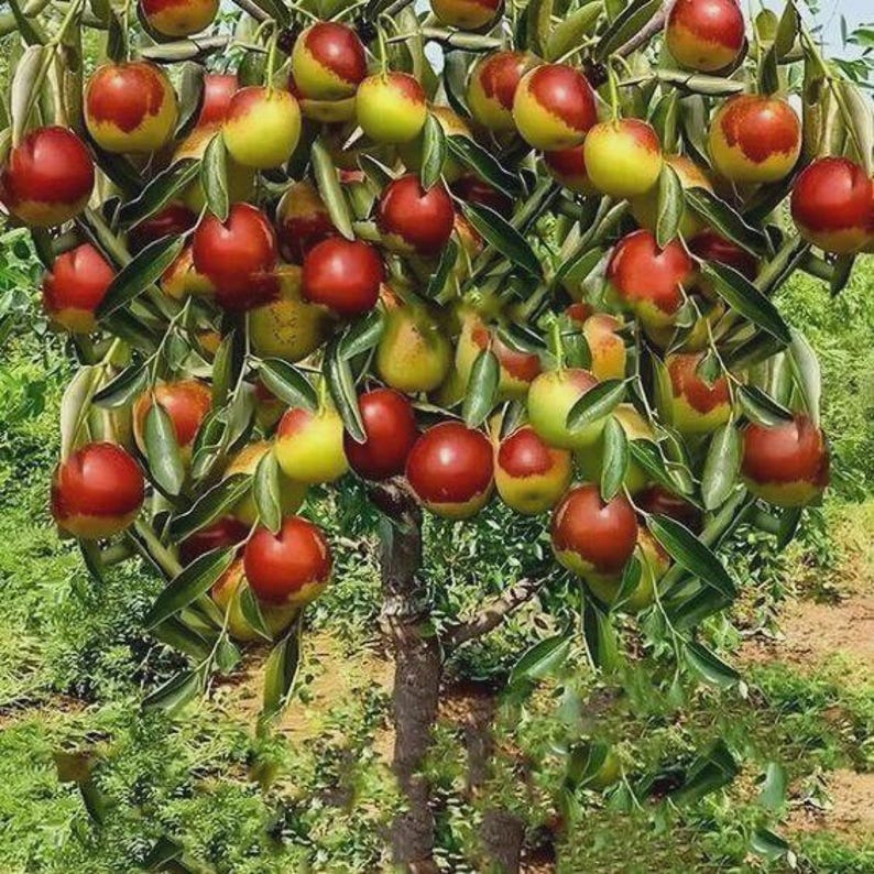 10 Jujube Tree Seeds – Red Chinese Date, Indian Plum Superfruit, Fast ...