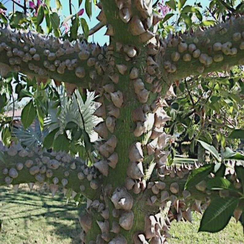 20 Hercules’ Club Tree Seeds – Zanthoxylum Clava-herculis Prickly Ash ...