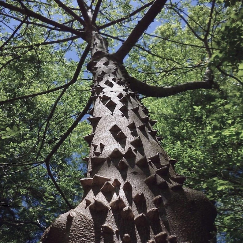 20 Hercules’ Club Tree Seeds – Zanthoxylum Clava-herculis Prickly Ash ...