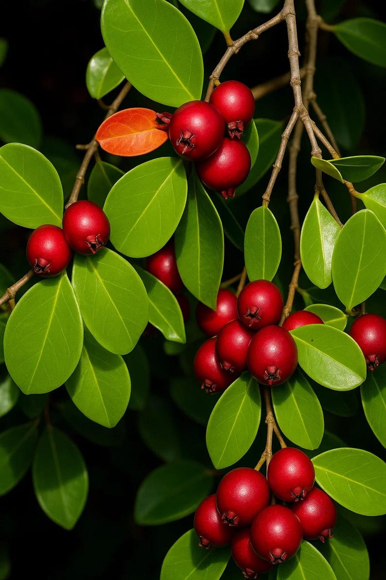 20 Strawberry Guava Seeds – Psidium Cattleianum – Edible Fruit Tree - Etsy