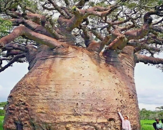 5 Baobab Tree Seeds – Adansonia Digitata, Rare Tree of Life Monkey ...