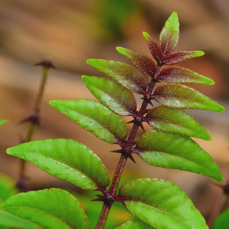 20 Hercules’ Club Tree Seeds – Zanthoxylum Clava-herculis Prickly Ash ...