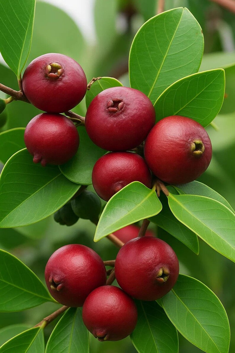 20 Strawberry Guava Seeds – Psidium Cattleianum – Edible Fruit Tree - Etsy