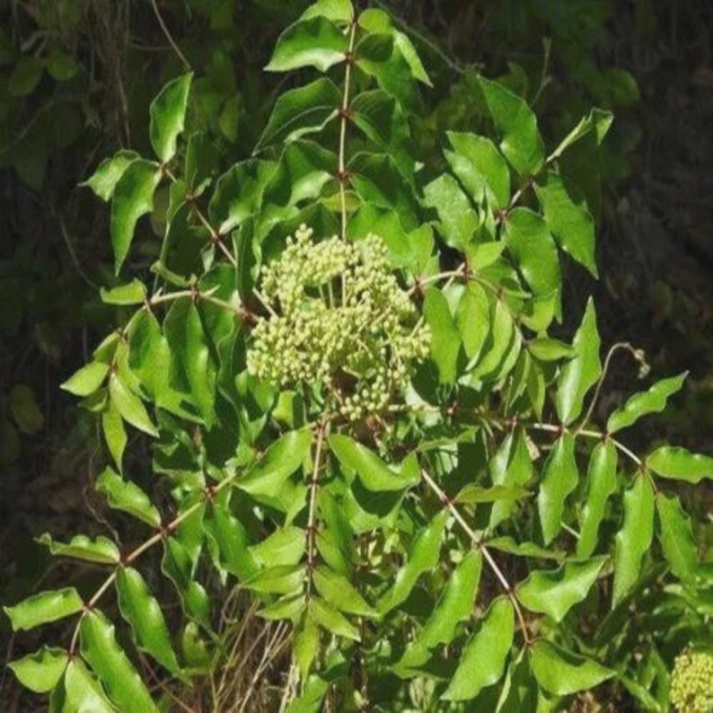 20 Hercules’ Club Tree Seeds – Zanthoxylum Clava-herculis Prickly Ash ...