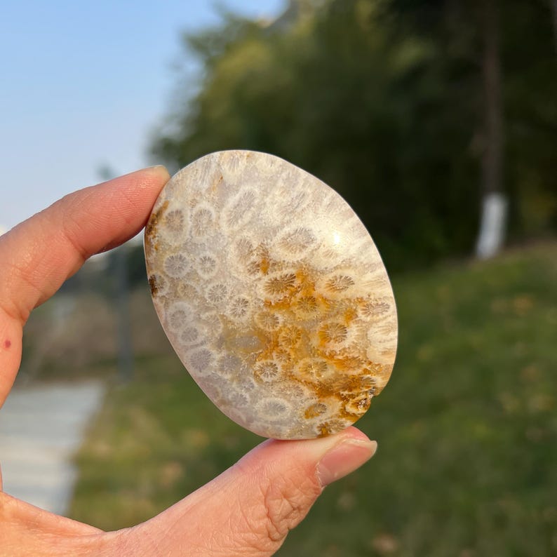 Natural Coral Fossil Palm Stone, Healing Crystal Gift - Etsy