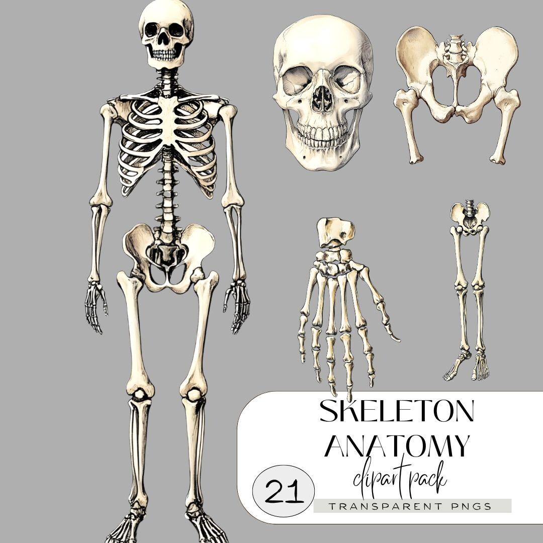 21 Skeleton Anatomy Clipart, Watercolor Human Skull, Body Art, School ...