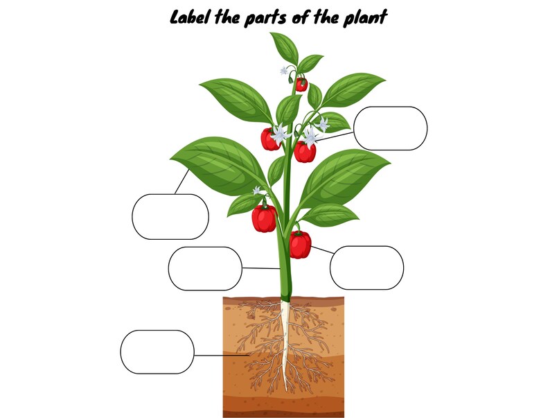 Science Printable for Kindergarten/1st Grade - Etsy