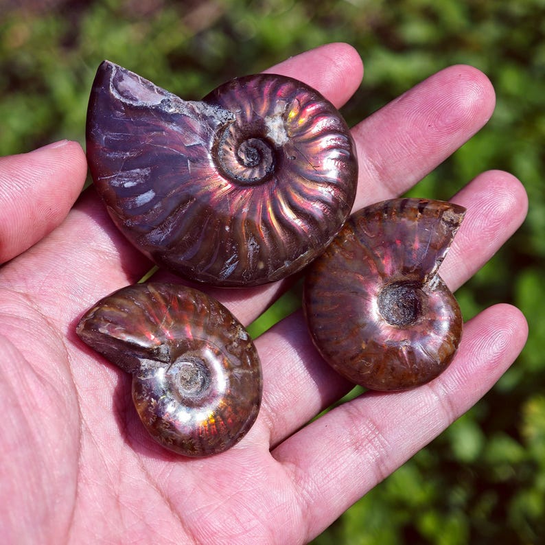 Fire Iridescent Ammonite Fossils, RARE Red Opalized Ammonites - Etsy