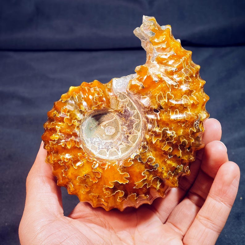 Natural Nautilus Shell Fossil, Hand Polished Ocean Specimen, Ancient ...