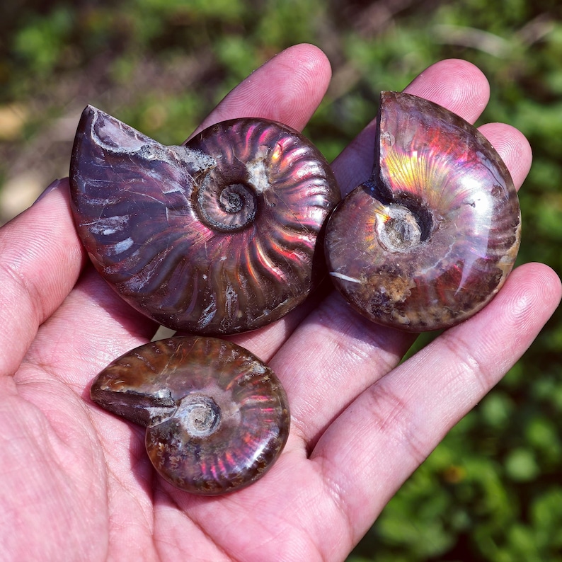 Fire Iridescent Ammonite Fossils, RARE Red Opalized Ammonites - Etsy