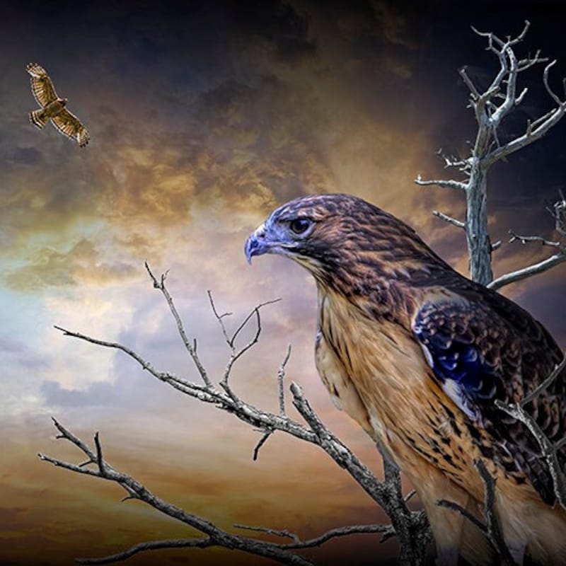 Metal Hawk Wall Art - Etsy