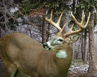 Eight Point Buck Art - Etsy