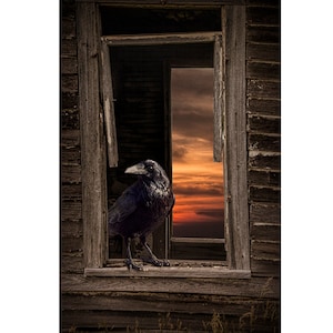 Black Raven on the Windowsill of an Abandoned House at Sunset No.2046 A ...