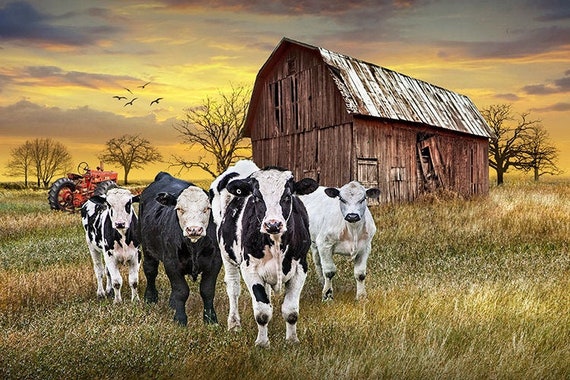Farm Landscape With Cows